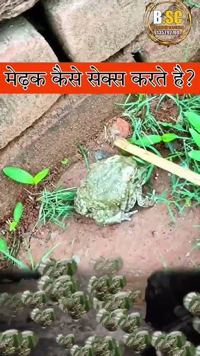 मेढ़क सेक्स कैसे करते है How Do Frogs Have Sex