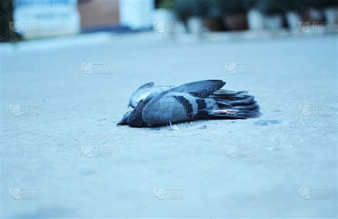 鸽子 死亡的动物 自然 野生动物 水平画幅 无人 鸟类 观鸟 野外动物 户外