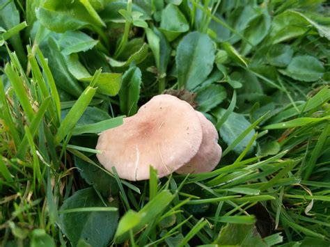 Misidentifying Fungi An Introduction To Grassland Fungi