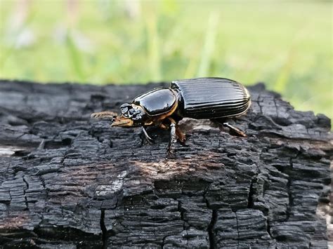 Houston Tx Beetle Id Help Pls Rwhatsthisbug