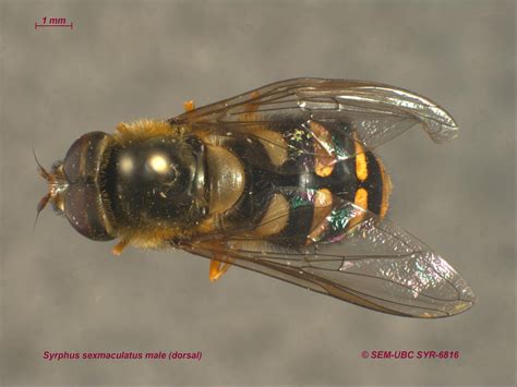 Syrphidae