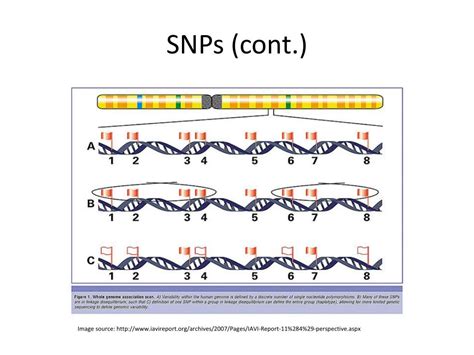 Ppt Imputing Hla Alleles From Snps Powerpoint Presentation Free Download Id2751194