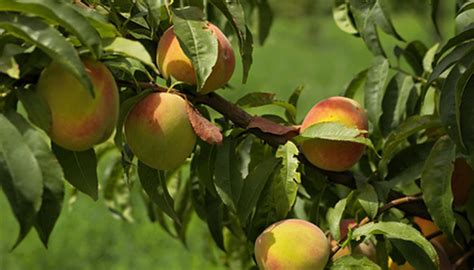 Treatment For Leaf Curl On A Peach Tree Garden Guides