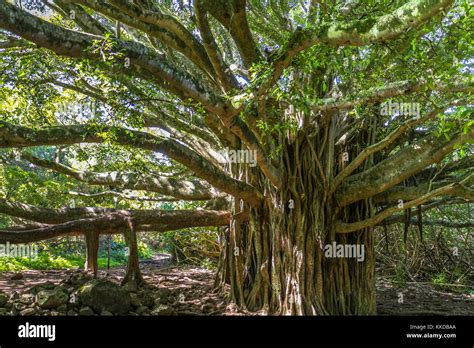 Huge Tree In The Jungle Of Maui Island On Hawaii Stock Photo Alamy