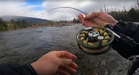 Sight Fishing To Rainbow Trout New Zealand Midcurrent
