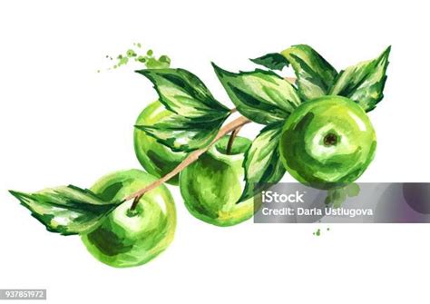 녹색 사과로 분기 합니다 손으로 그린 수채화 그림 흰색 배경에 고립 가을에 대한 스톡 벡터 아트 및 기타 이미지 가을 개체 그룹 건강한 생활방식 Istock