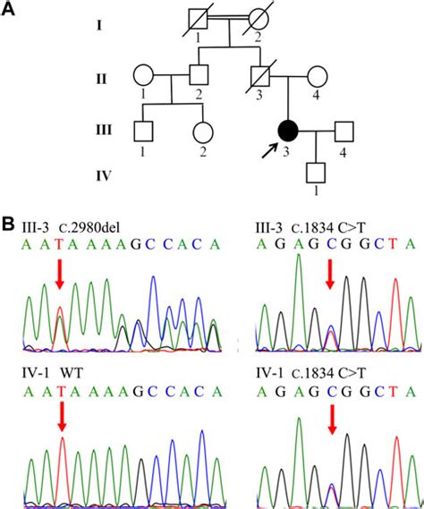Frontiers Case Report Three Novel Pathogenic ABCC2 Mutations