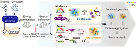 Of Energy Deficiency Regulated Granule Dynamics In Mammalian Cells Both