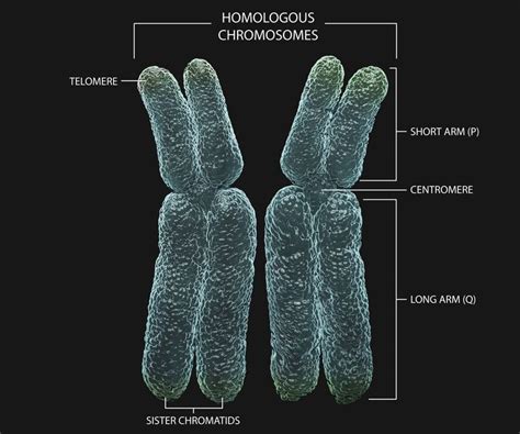What Is A Chromatid Biology Classroom Biology Teacher Biology Notes