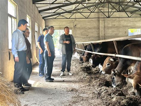 学院赴皖南肉牛特色试验站开展工作 安徽农业大学动物科技学院