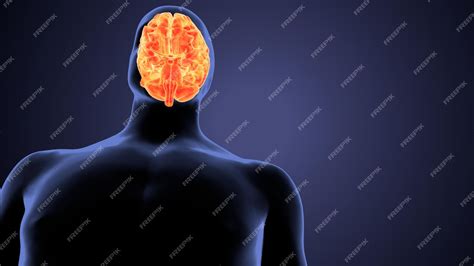 Illustration 3d De Lanatomie Du Cerveau Humain Photo Premium