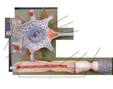 Neuron Model Labeled