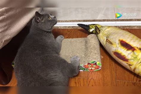 小胖猫猫这乌溜溜的大眼睛，满脸无辜的看着你猫猫无辜
