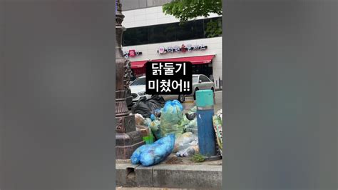 닭둘기 웃긴영상 비둘기 미쳤어 Youtube