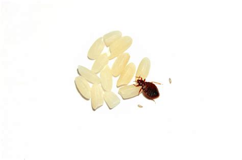 Bed Bug Eggs In Hair