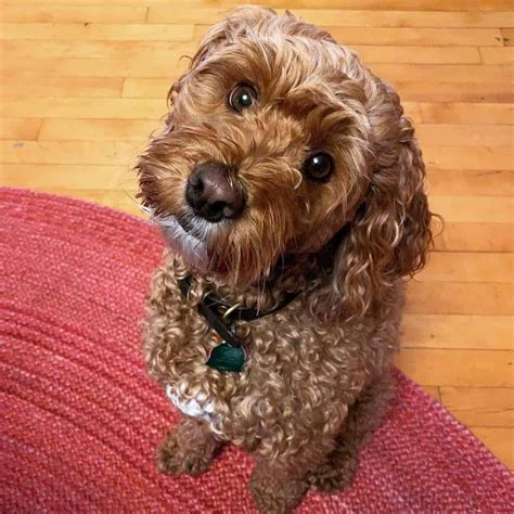 Best Cockapoo Breeders In Arizona 2024 Update