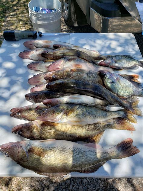 Walleyesaugeye Fishing Curts Guide Service