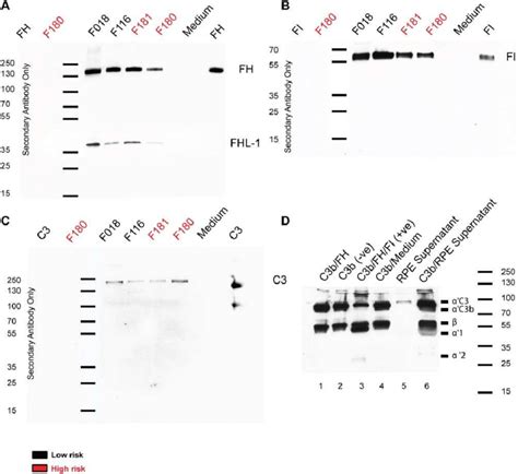 Expression And Secretion Of Complement Proteins By Induced Pluripotent Download Scientific