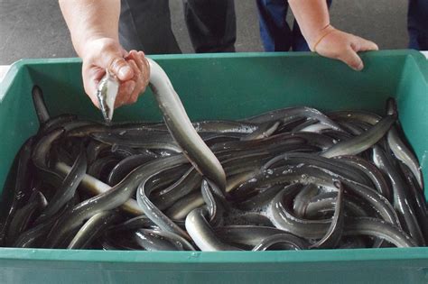 マグロやウナギが食べられなくなる？ 絶滅危惧種の漁獲量がいまだに高水準な理由 日刊spa