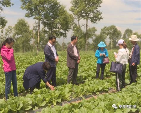 政策性蔬菜价格指数保险工作为农户上“双保险”