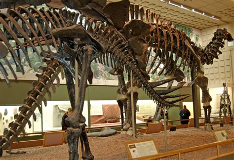 Tour America S History Yale Peabody Museum Of Natural History