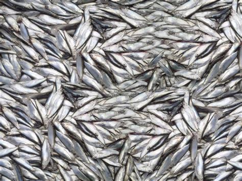 Тюлька азово-черноморская свежемороженая, производство Наша Рыба ...