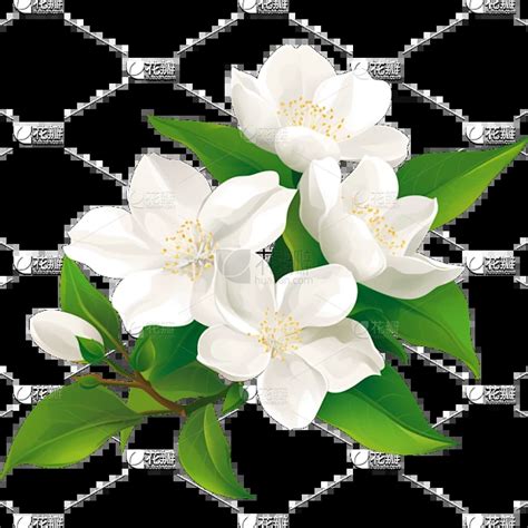 植物系列插画风绽放花朵茉莉花素材 花瓣网