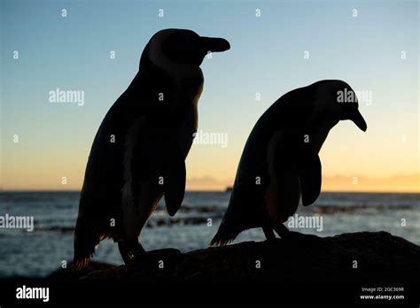 African Penguins At Sunrise Spheniscus Demersus Boulders Beach Cape