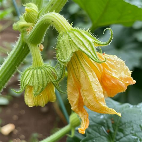 Why Are The Flowers On My Zucchini Plants Falling Off Greenthumbsguide