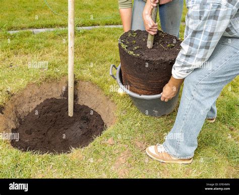 Couple Planting Oak Tree In Their Backyard Garden Stock Photo Alamy