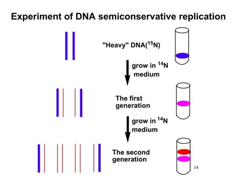 Ppt Dna Replication Powerpoint Presentation Free Download Id3371102