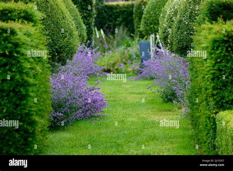 Nepeta Six Hills Giantcatnipcatmintvioletblueflowerformal Garden
