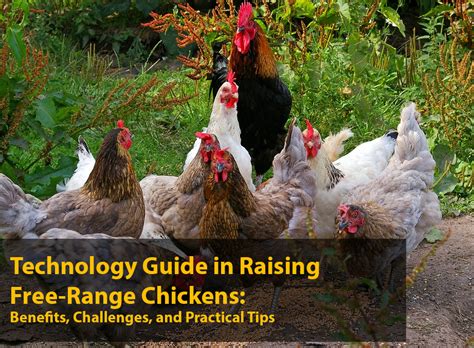 Technology Guide In Raising Free Range Chickens Benefits Challenges