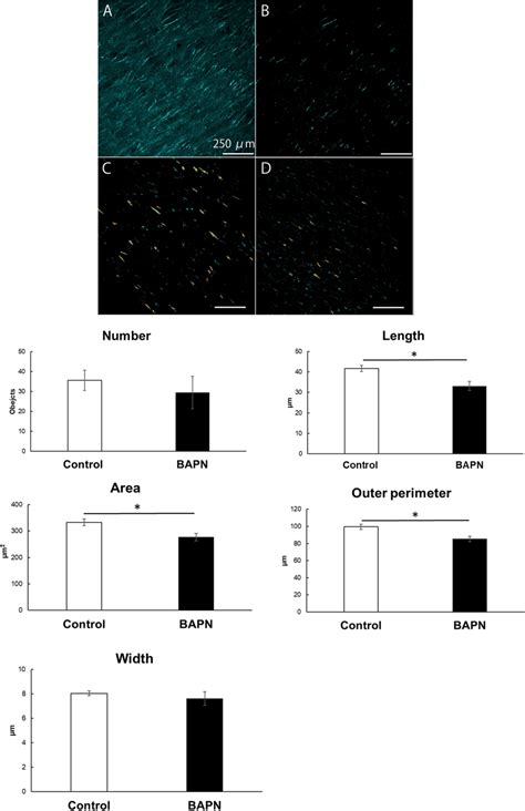 Confirmation That Bapn Inhibits Collagen Fiber Formation A Download Scientific Diagram