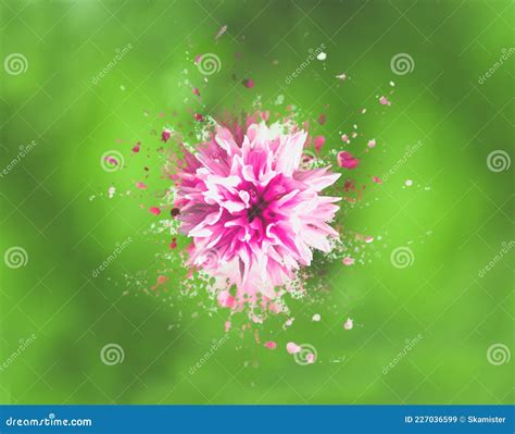 Disintegrating Flower On Green Background Royalty Free Stock