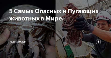 5 Самых Опасных и Пугающих животных в Мире Женя Миллер Дзен