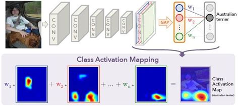 Class Activation Mapping The Estimated Class Score Is Mapped Back To Download Scientific