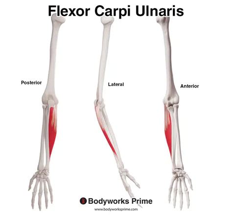 Flexor Carpi Ulnaris Trigger Points Learn Muscles 45 OFF