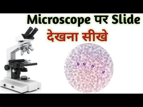 Fucus Microscope Labelled