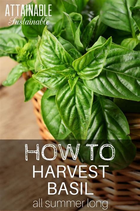 The Trick To Harvesting Basil All Summer Long Artofit