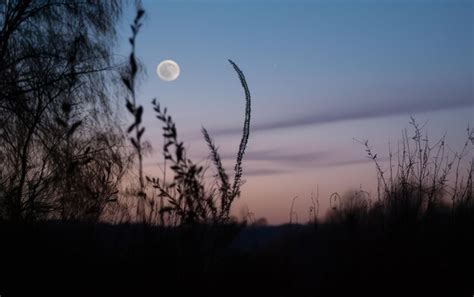 Premium Ai Image A Full Moon Rises Over The Field Of Grass
