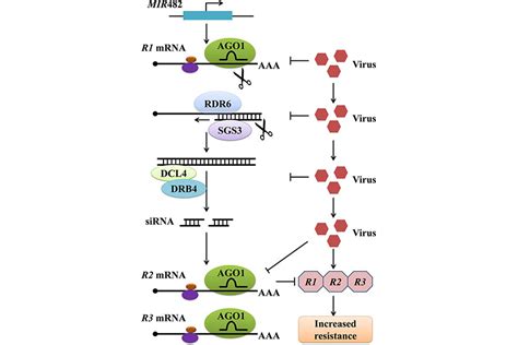 Microrna Mediated Gene Silencing For Plant Disease Resistant Aci Limited