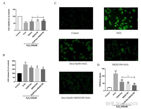 Abmole科研 Dexmedetomidine预处理通过p38mapk信号通路缓解h2o2诱导的人脐静脉内皮细胞氧化应激和凋亡 知乎