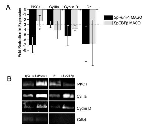 Spcbfβ Is Not Involved In Runx Mediated Regulation Of Sppkc1 A