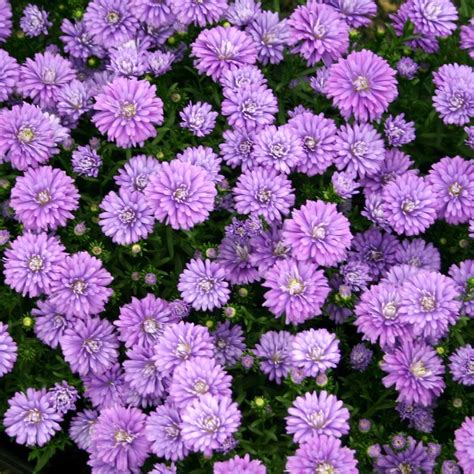 Aster Aster Novi Belgii Henry I Purple From Hillcrest Nursery