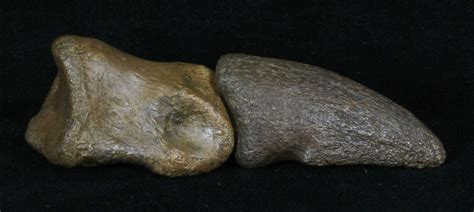 Thescelosaurus Claw And Toe Bone Montana 31060 For Sale