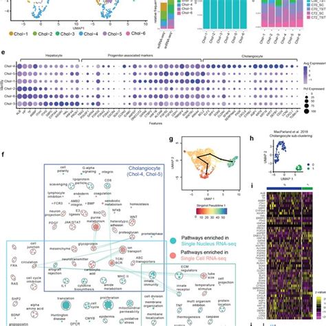 cholangiocyte associated cells as revealed by snrna seq a umap plot