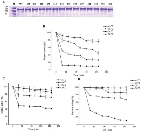 Analysis Of The Expressed Level Of Wild Type And Mutants By Sds Page