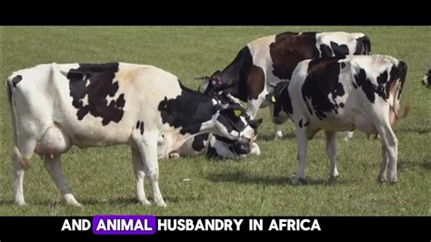 Animal Husbandry Youtube
