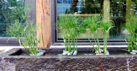 오경아의 정원의 속삭임 멀지만 가까운 식물 파피루스